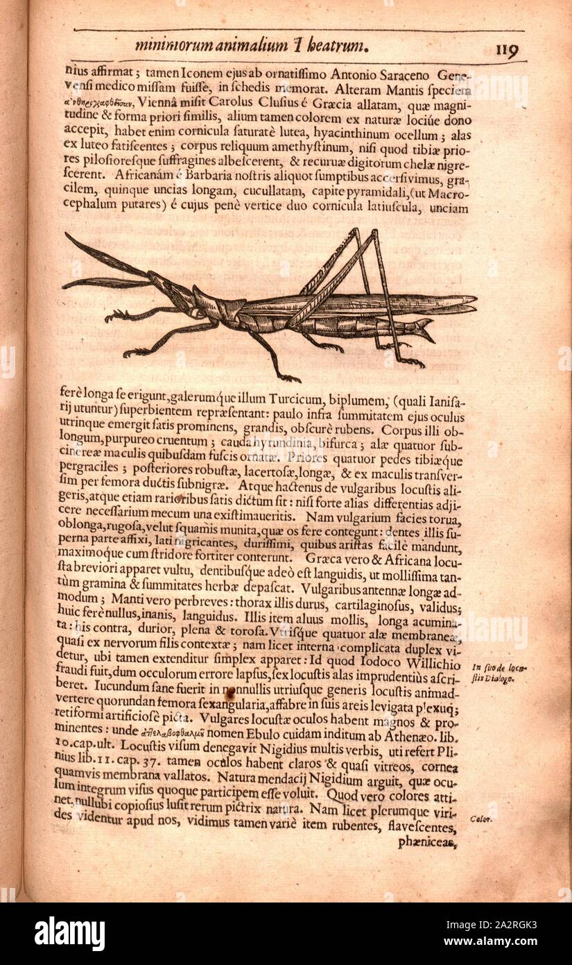 Locusta 3 hi-res stock photography and images - Alamy