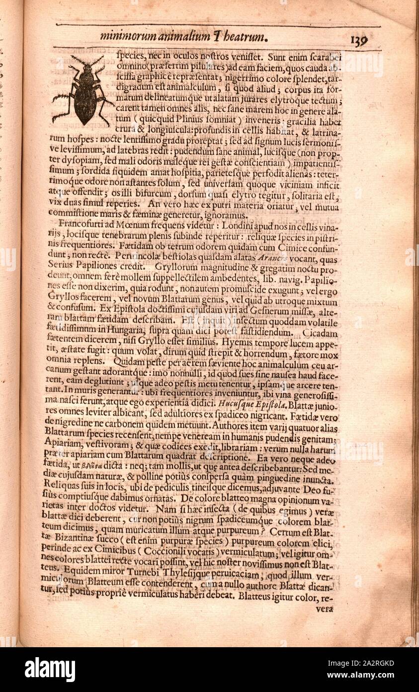 Blatta 2 hi-res stock photography and images - Alamy