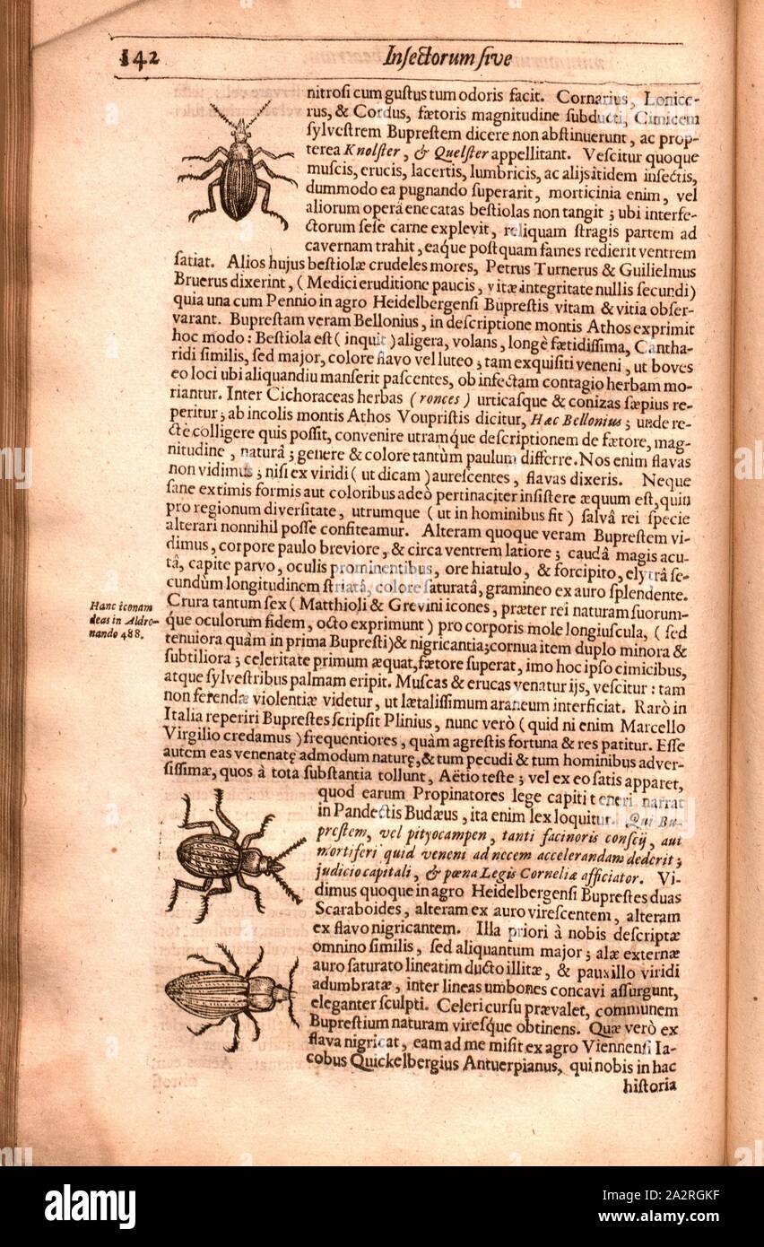 Buprestis 2 hi-res stock photography and images - Alamy