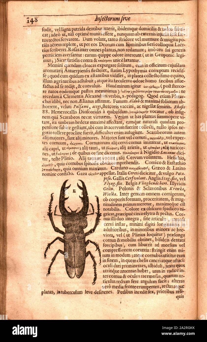 Scarabeus 1 hi-res stock photography and images - Alamy