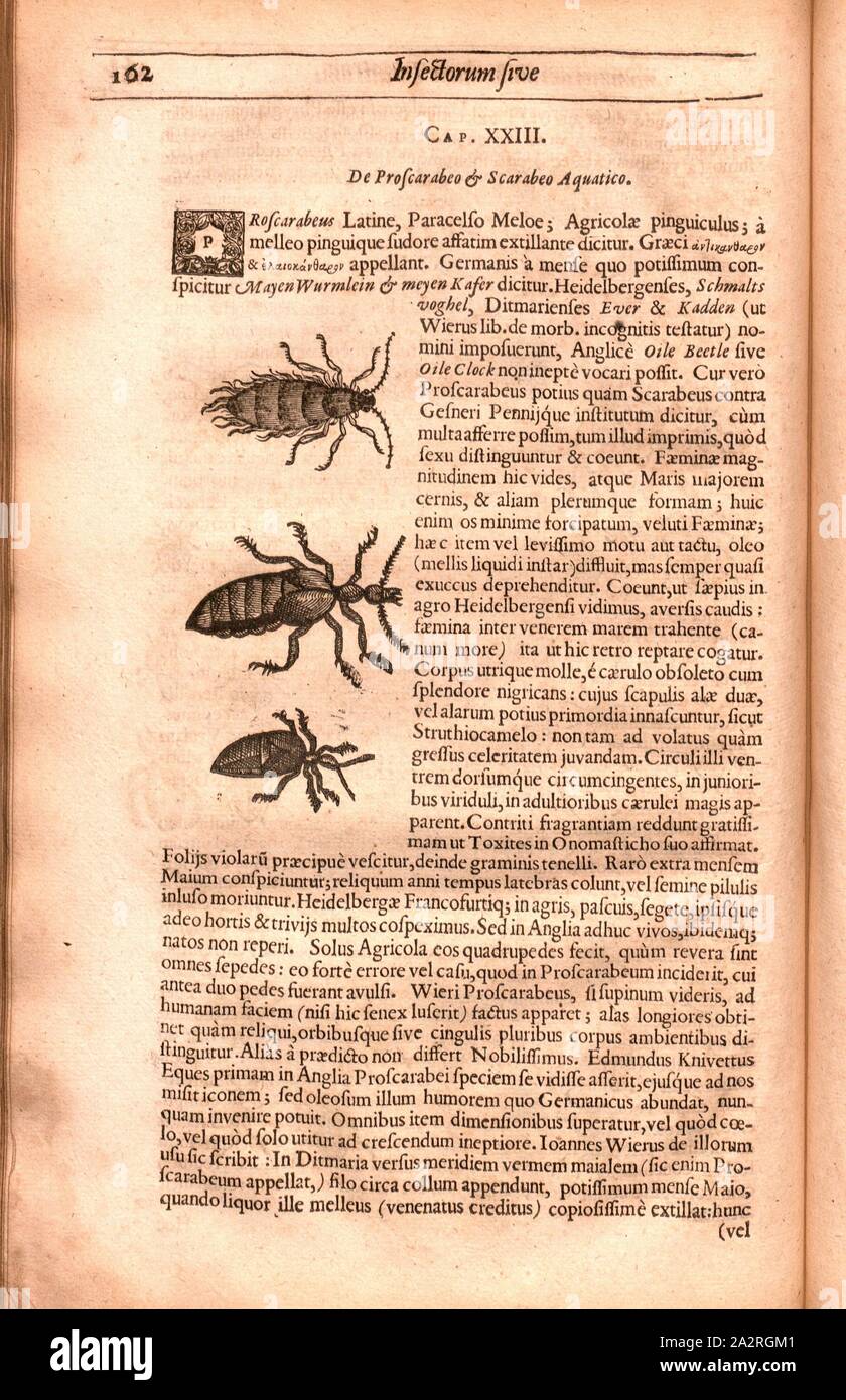 162 species hi-res stock photography and images - Alamy