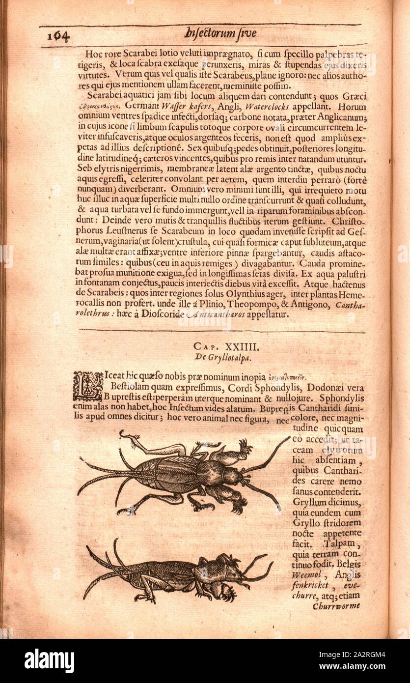 gryllotalpa, Mole Cricket, p. 164, 1634, Thomas Moffet, Edward Wotton ...