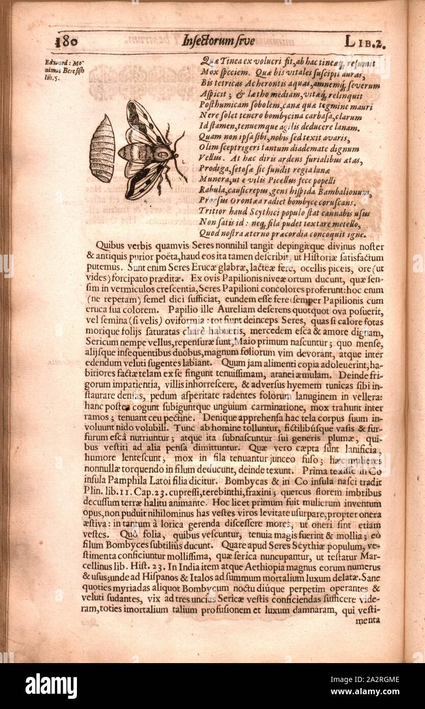 Eruca 2 hi-res stock photography and images - Alamy