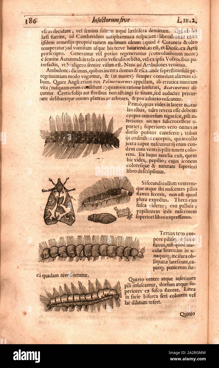 Hairy caterpillars hi-res stock photography and images - Alamy