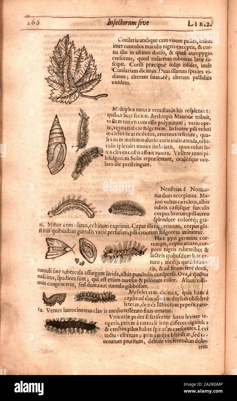 Insectorum sive minimorum animalium theatrum hi-res stock photography ...