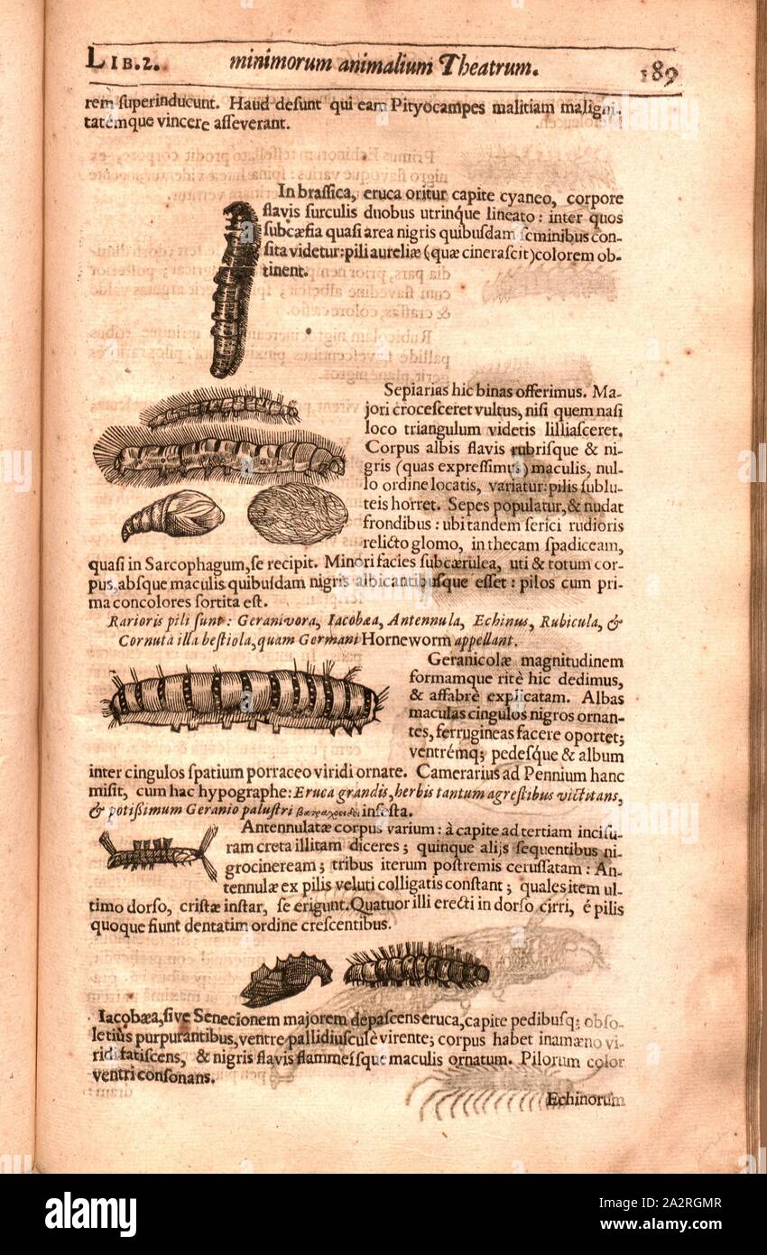 Insectorum sive minimorum animalium theatrum hi-res stock photography ...