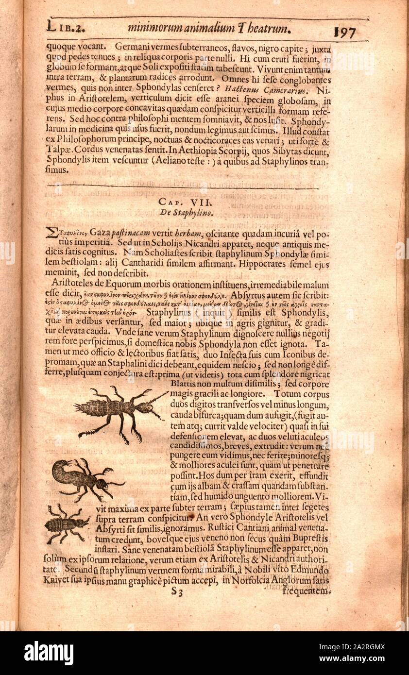 Staphylinus 1 hi-res stock photography and images - Alamy