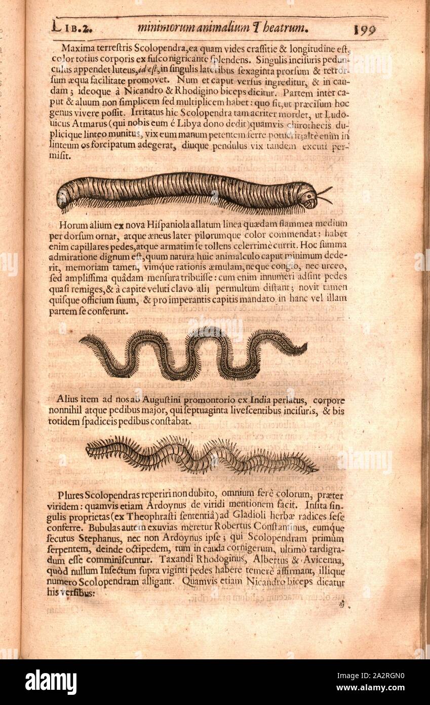 Scolopendra centipede hi-res stock photography and images - Alamy