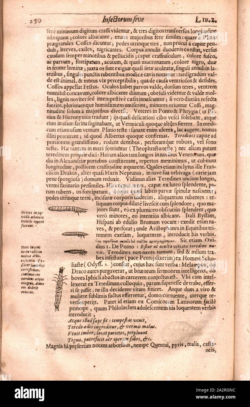 Vermis 2 hi-res stock photography and images - Alamy