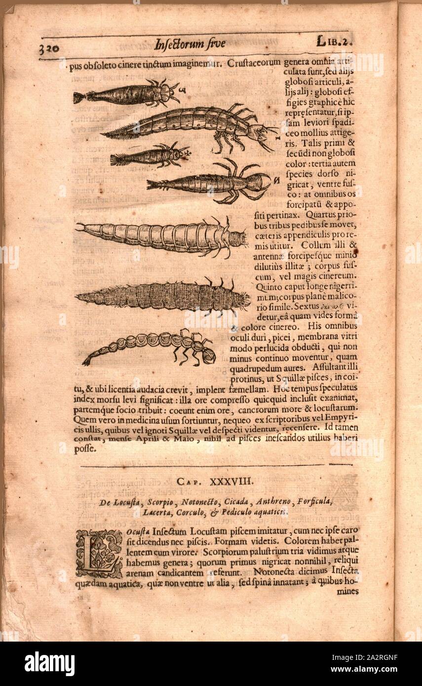 Insectorum sive minimorum animalium theatrum hi-res stock photography ...