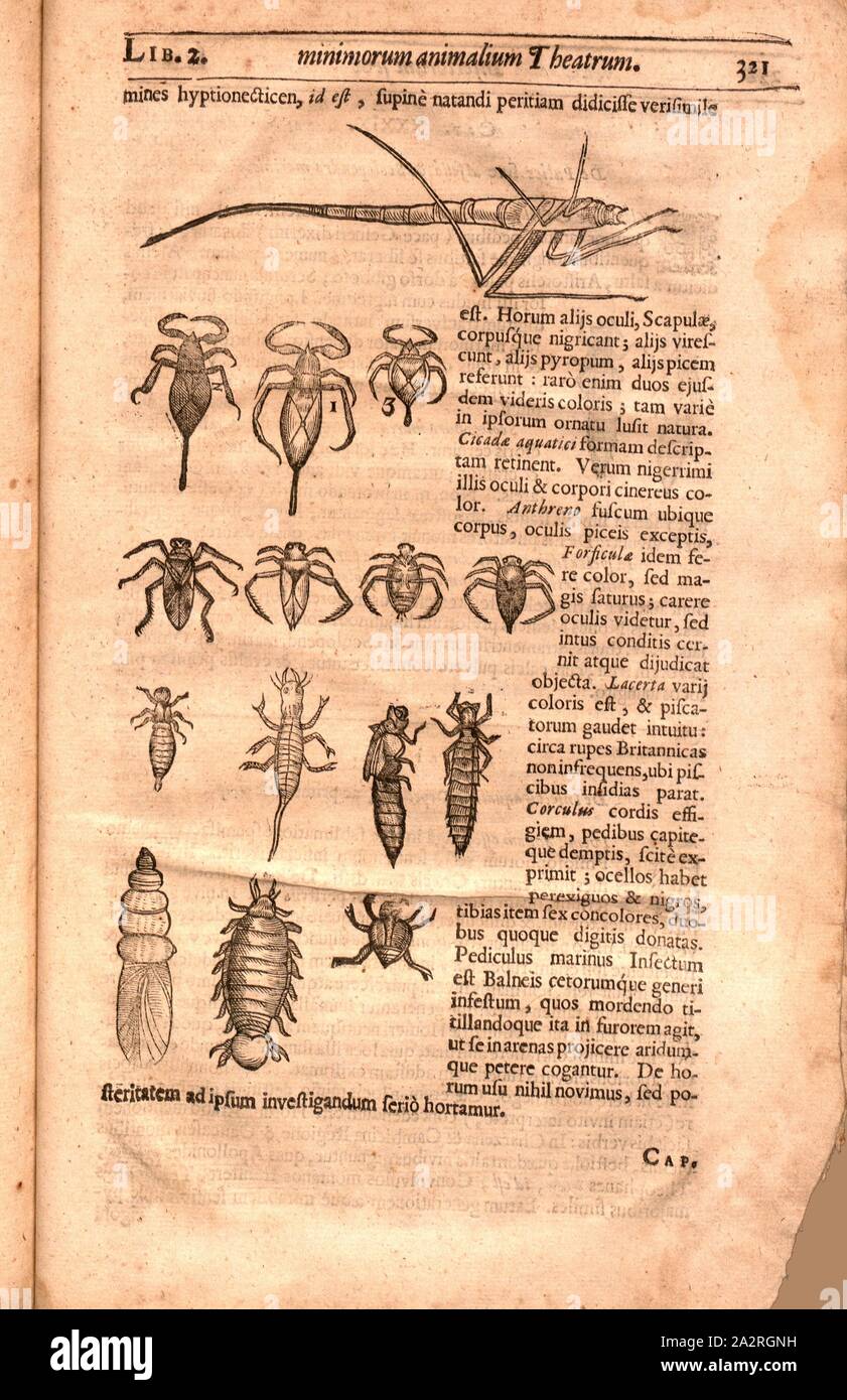 Concinnatum High Resolution Stock Photography and Images - Alamy