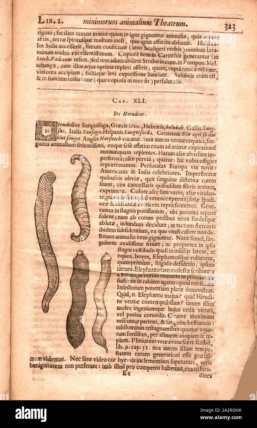 Insectorum sive minimorum animalium theatrum hi-res stock photography ...