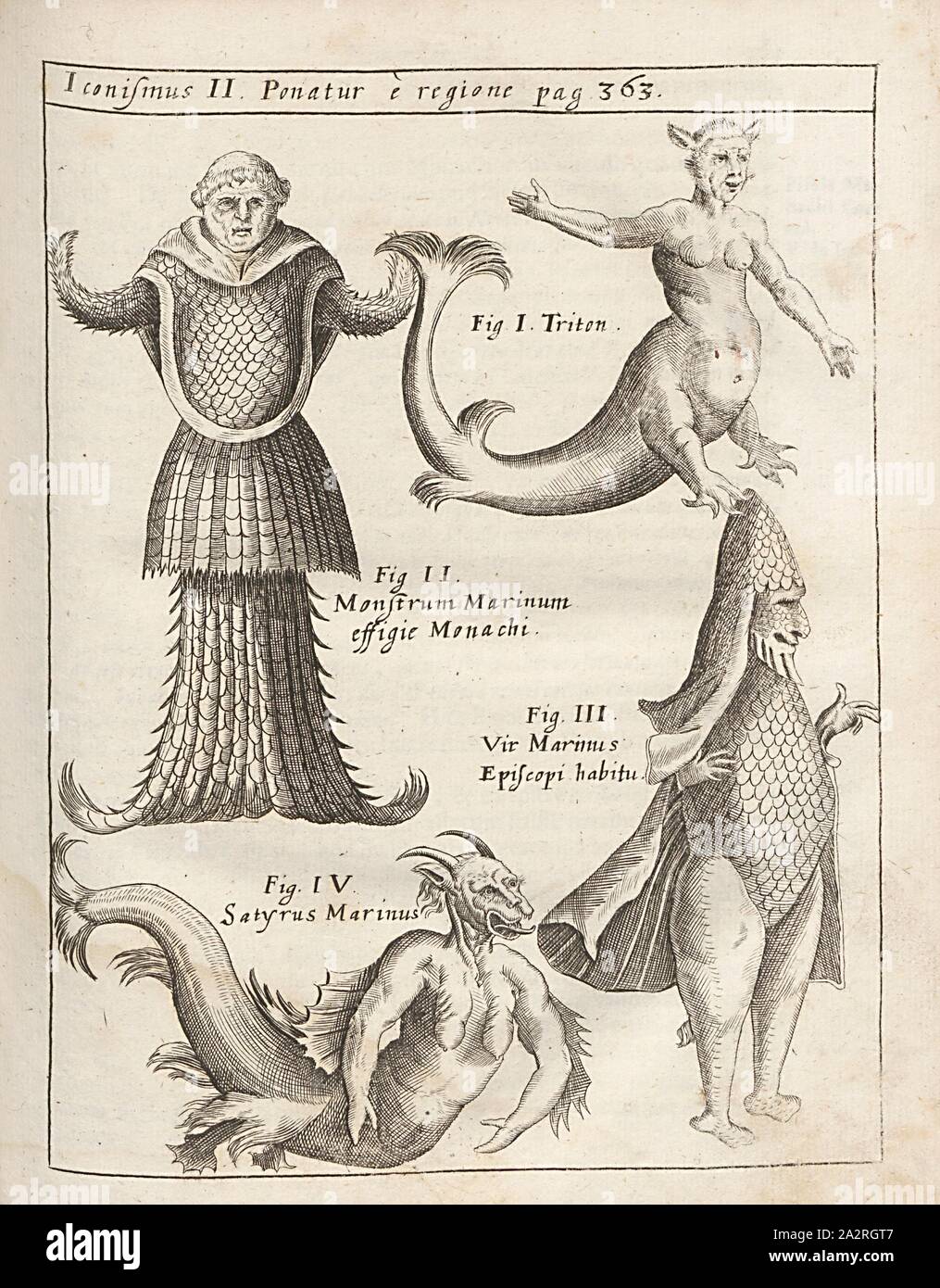 Satyrus marinus hi-res stock photography and images - Alamy