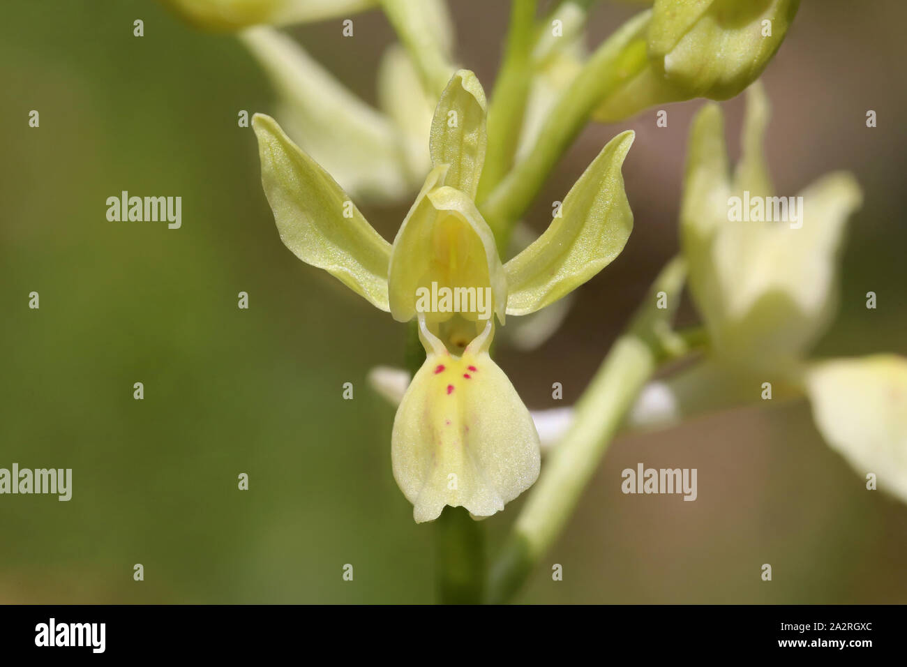 Orchis provincialis hi-res stock photography and images - Alamy