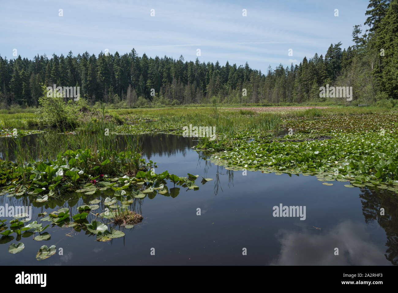 Beaver Lake in Stanley Park, Vancouver, British Columbia, Canada Stock ...