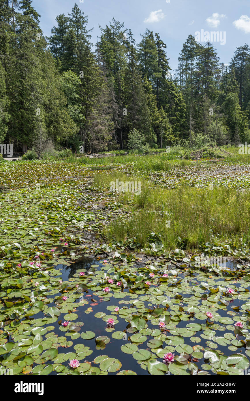 Beaver Lake in Stanley Park, Vancouver, British Columbia, Canada Stock ...