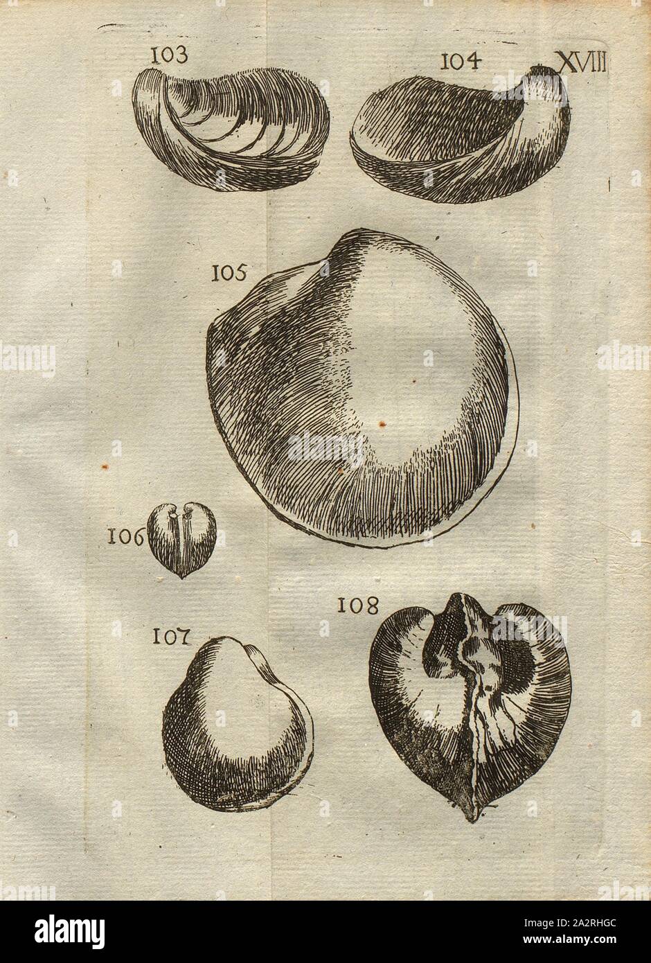 Gryphite hi-res stock photography and images - Alamy