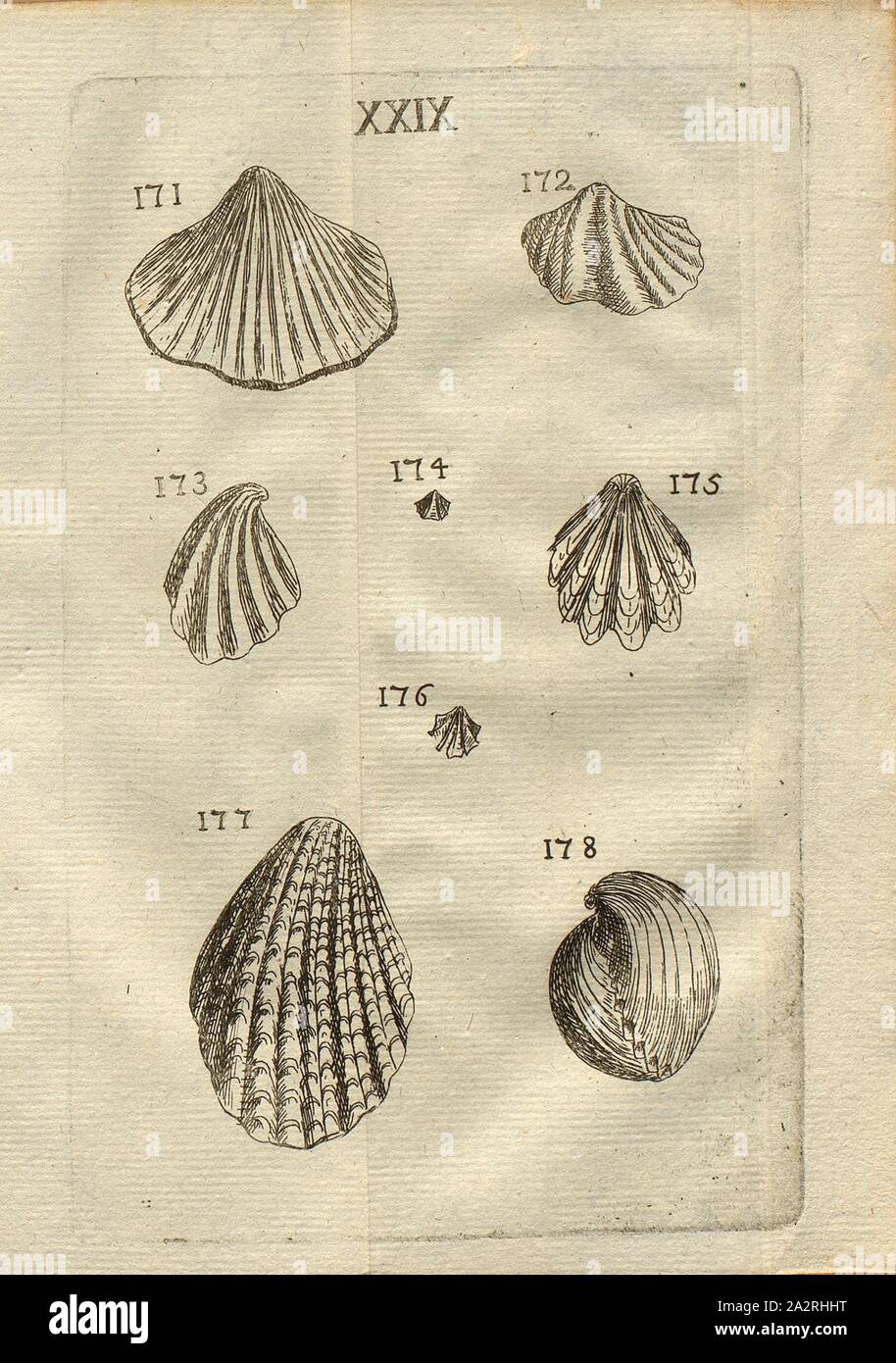 Petites crenelures hi-res stock photography and images - Alamy