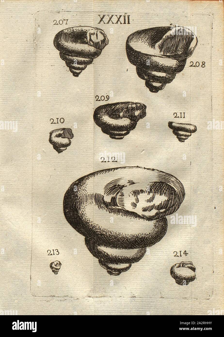 Coquilles terrestres de differentes fortes hi-res stock photography and ...