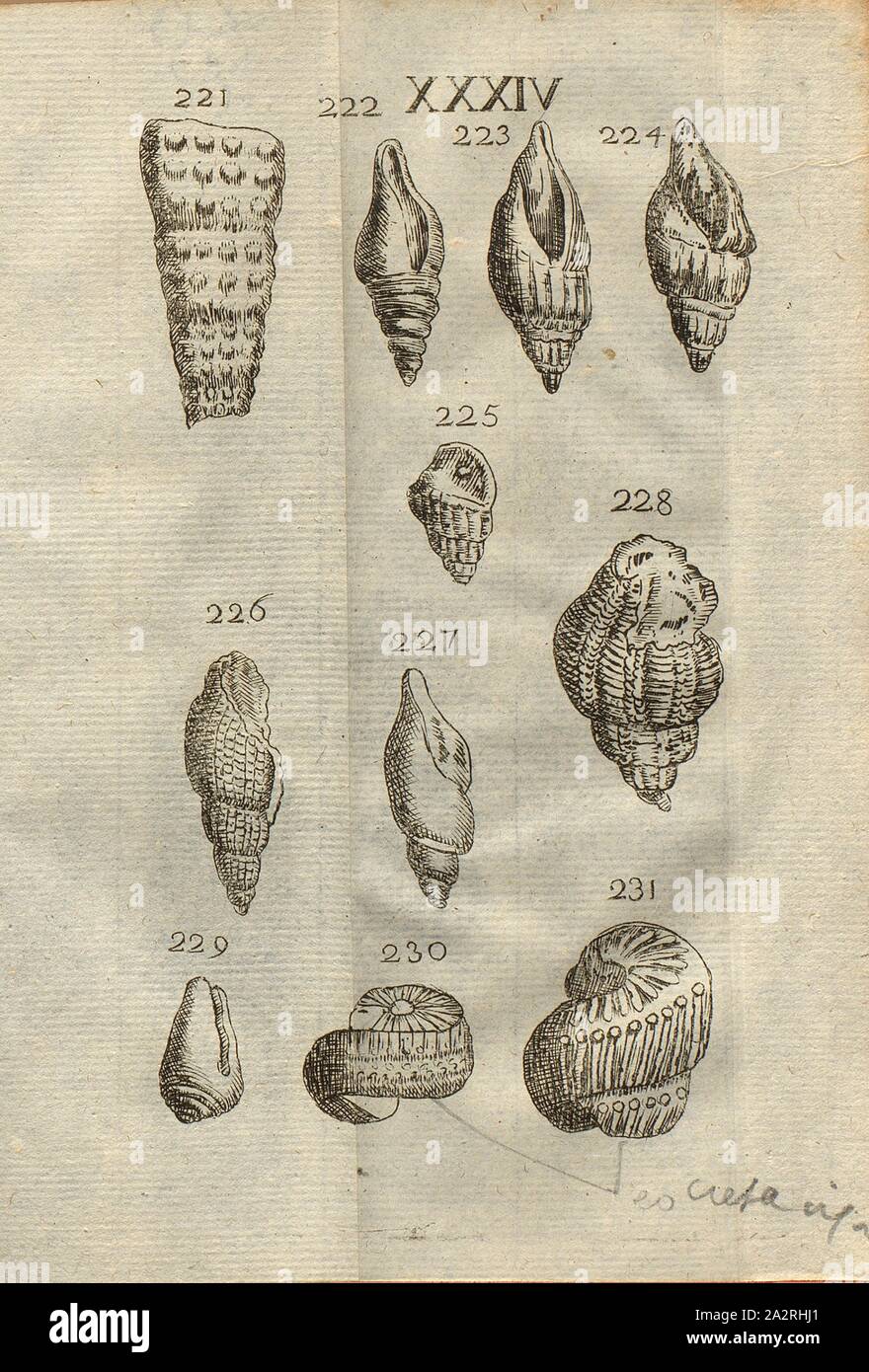 Petits cornets de mer hi-res stock photography and images - Alamy