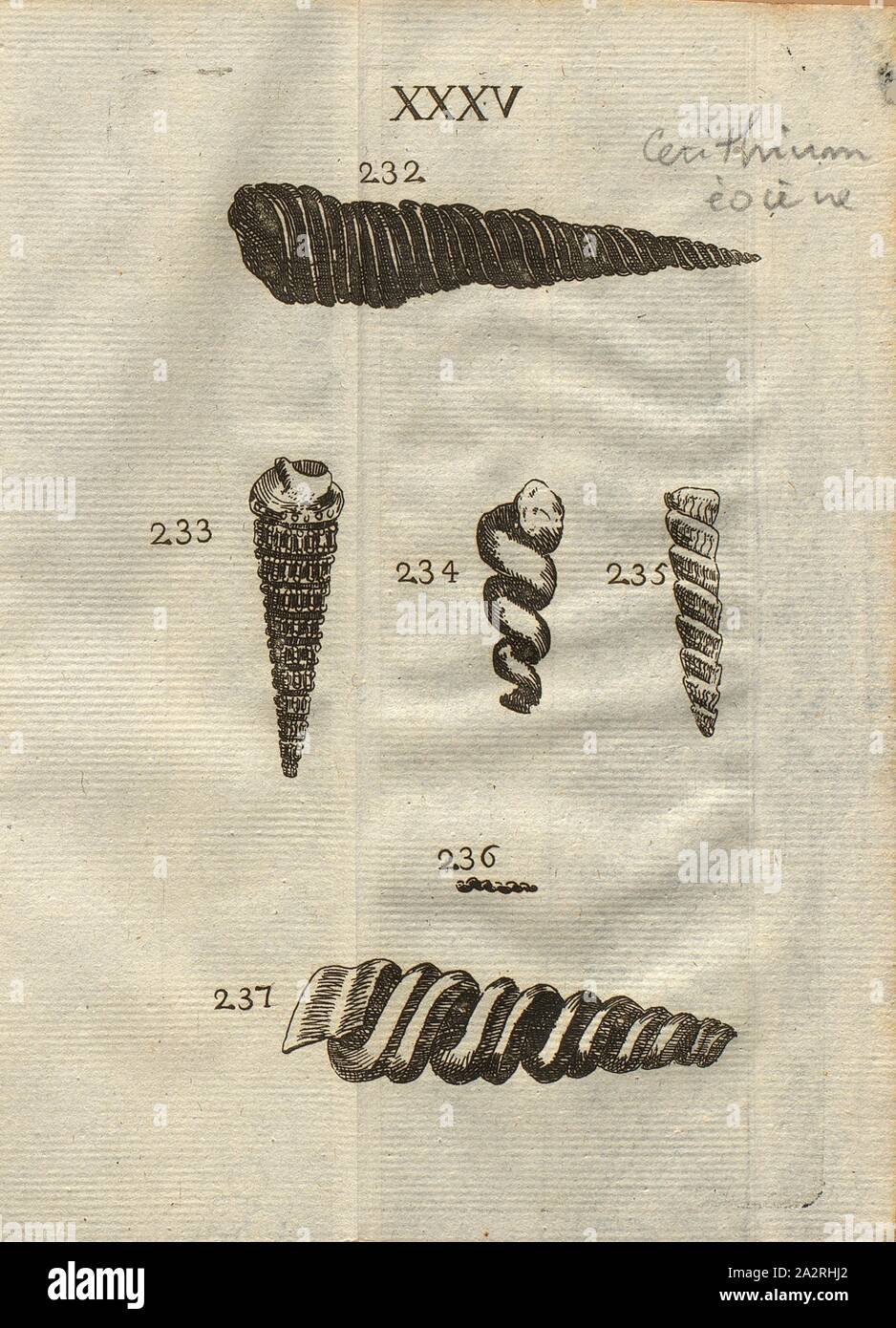 232 species hi-res stock photography and images - Alamy