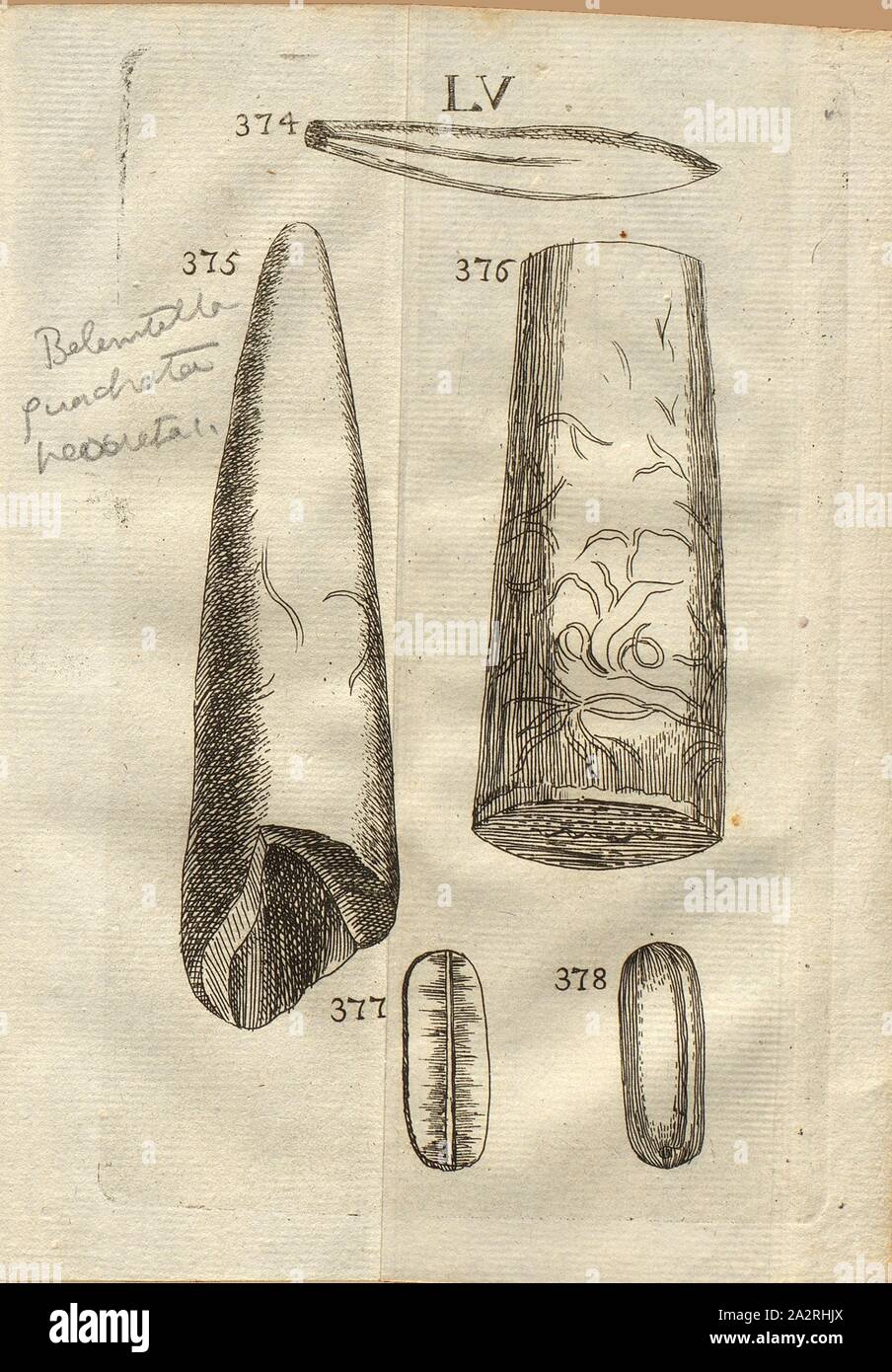 Differentes sortes de belemnites hi-res stock photography and images ...