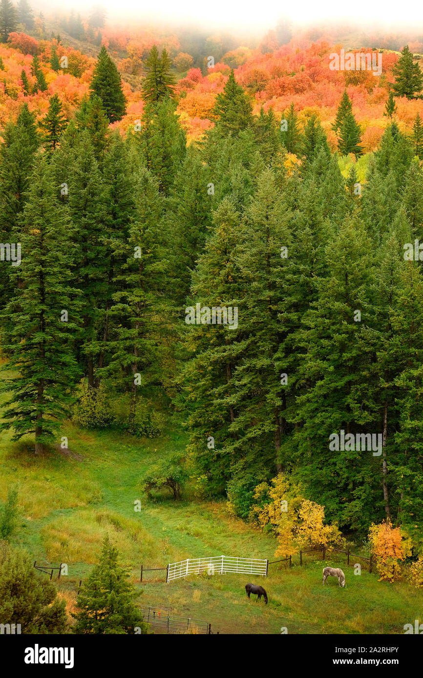 Autumn fall maple and pine trees on mountainside with fog fading and ...