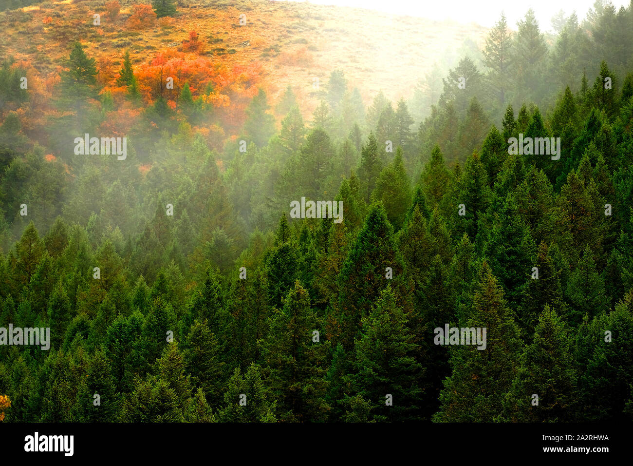 Autumn fall maple and pine trees on mountainside with fog fading Stock ...