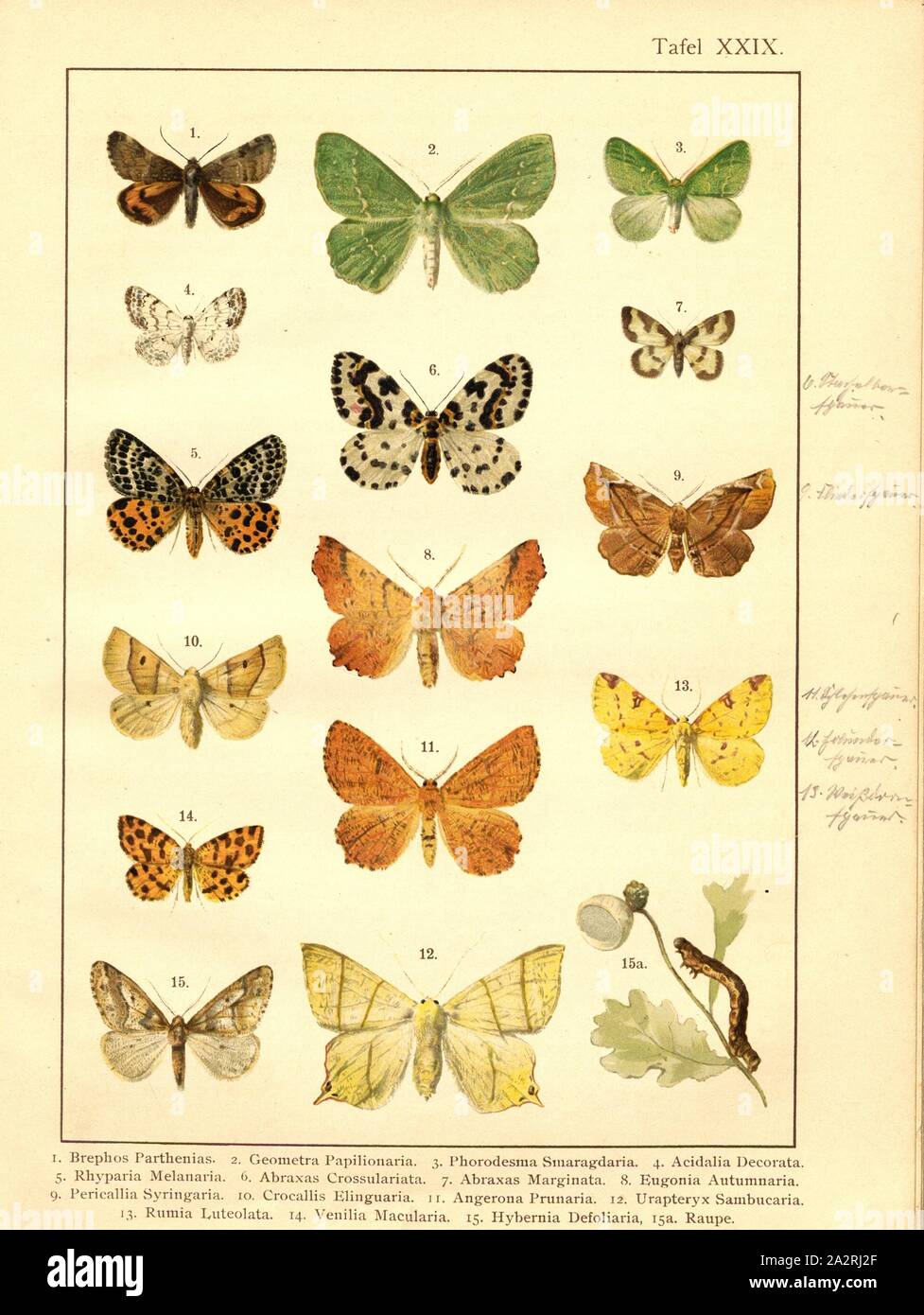 Acidalia decorata hi-res stock photography and images - Alamy