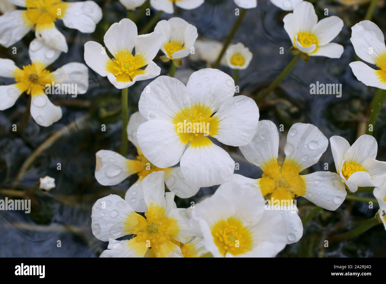 Ranunculus nature hi-res stock photography and images - Alamy