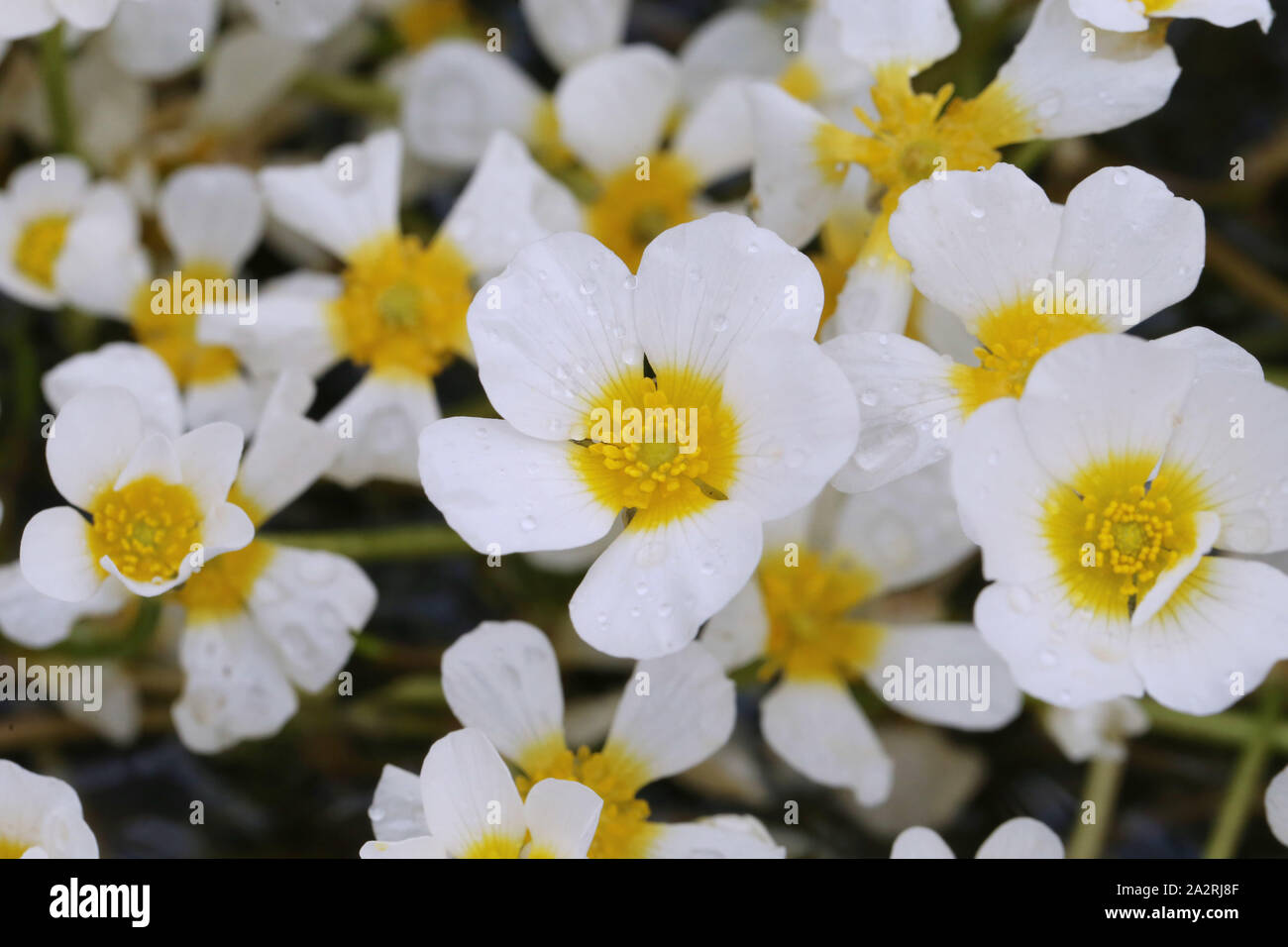 Ranunculus nature hi-res stock photography and images - Alamy