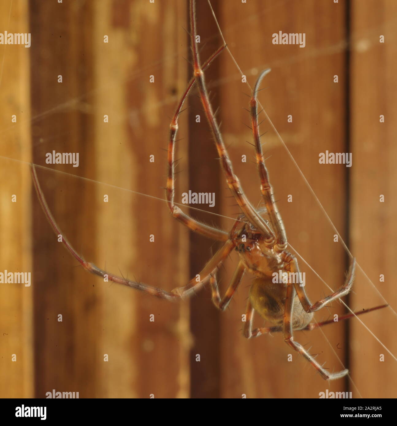 Eight Eyed Spider High Resolution Stock Photography and Images - Alamy