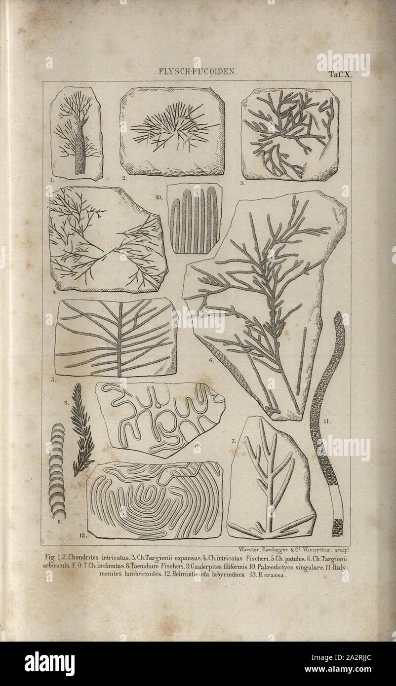 Flysch fucoiden hi-res stock photography and images - Alamy