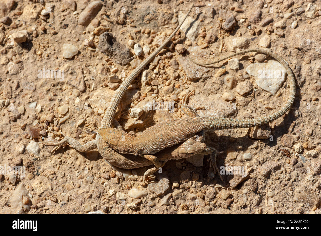 Be'er Sheva fringe-fingered lizard (Acanthodactylus beershebensis ...