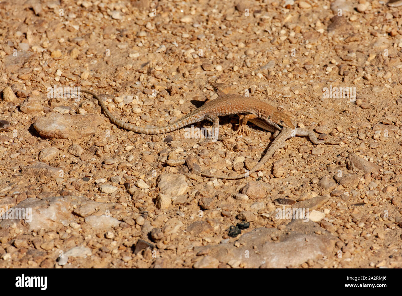 Be'er Sheva fringe-fingered lizard (Acanthodactylus beershebensis ...