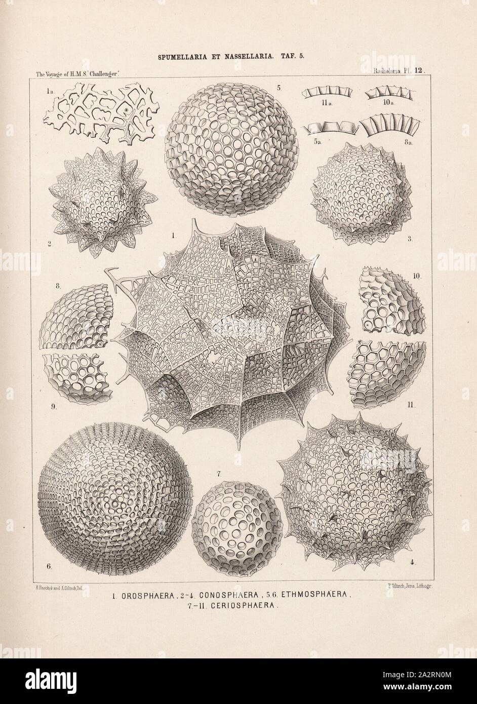Orosphaera hi-res stock photography and images - Alamy