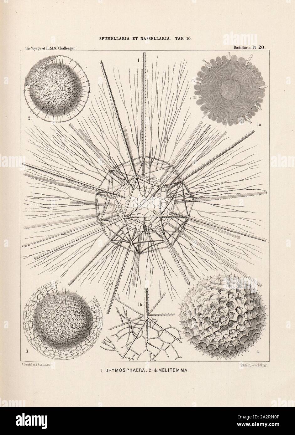 Radiolarians hi-res stock photography and images - Alamy