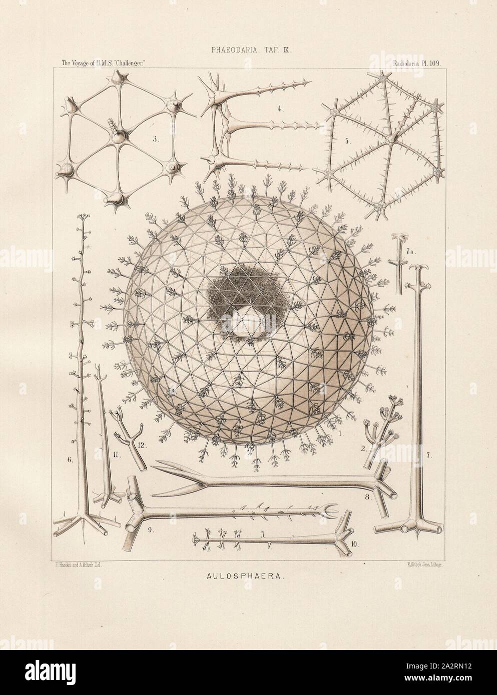 Group phaeodaria hi-res stock photography and images - Alamy