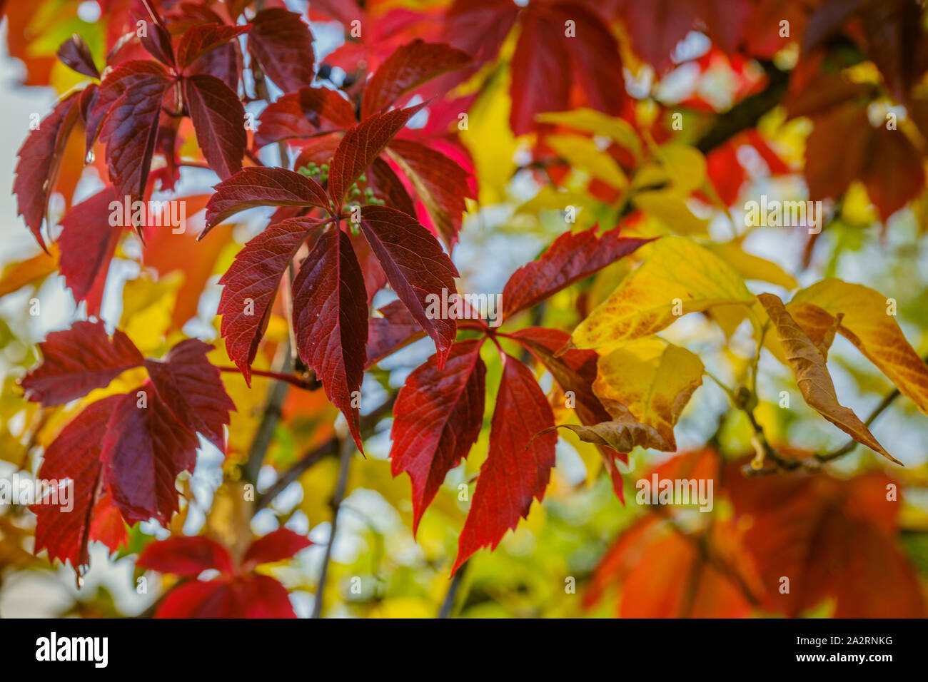 red leaves of wild grapes on a tree branch in the fall. beautiful ...