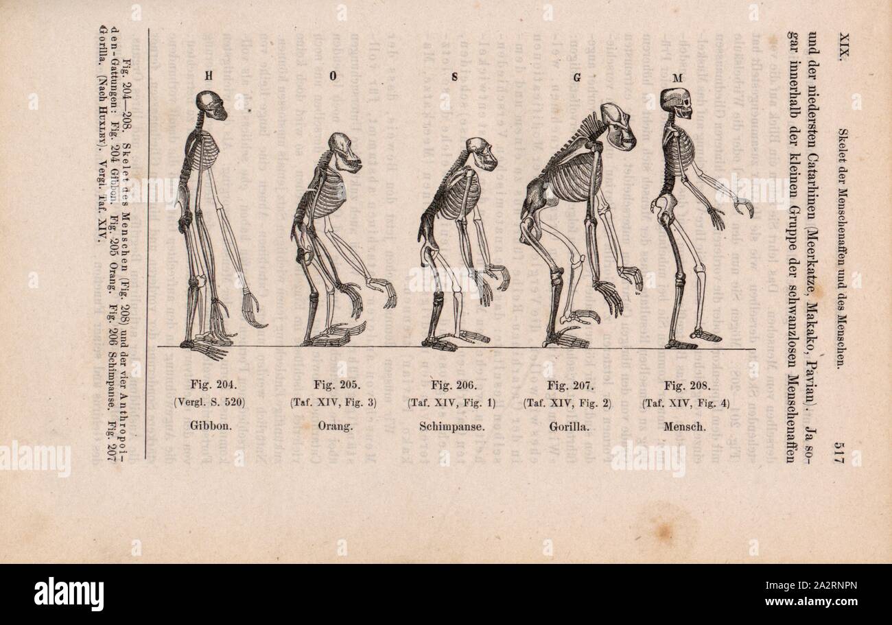 Skeleton of the human and the four anthropoid genera ..., Skeleton of a ...