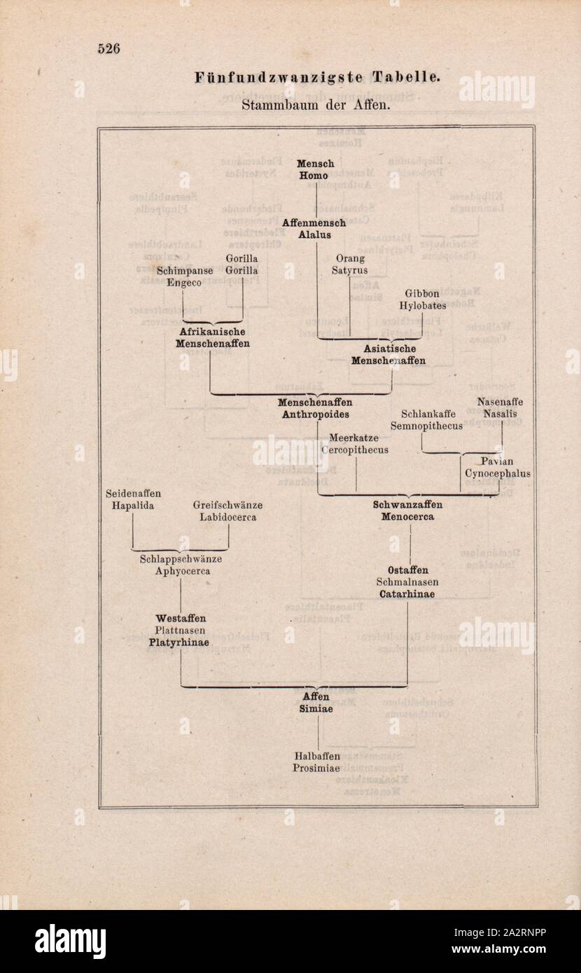 Family tree of the monkeys, Pedigree of the Monkeys after Ernst Haeckel ...
