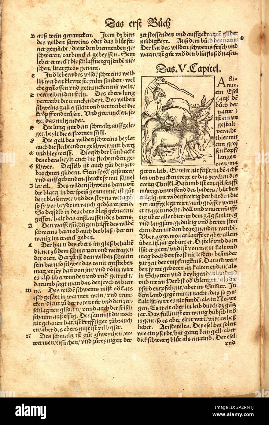 Donkey fig hi-res stock photography and images - Alamy