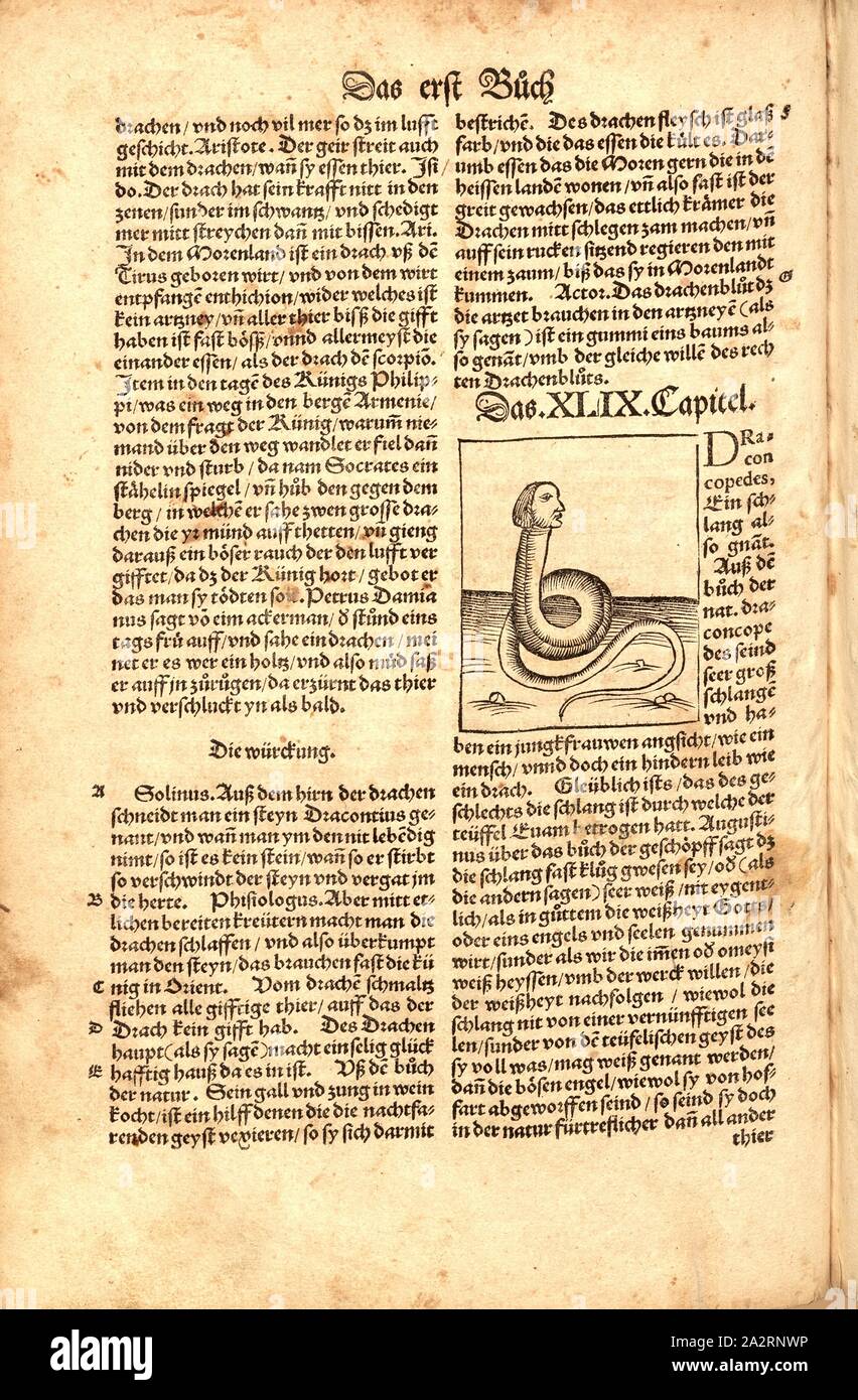 Draconcopedes hi-res stock photography and images - Alamy