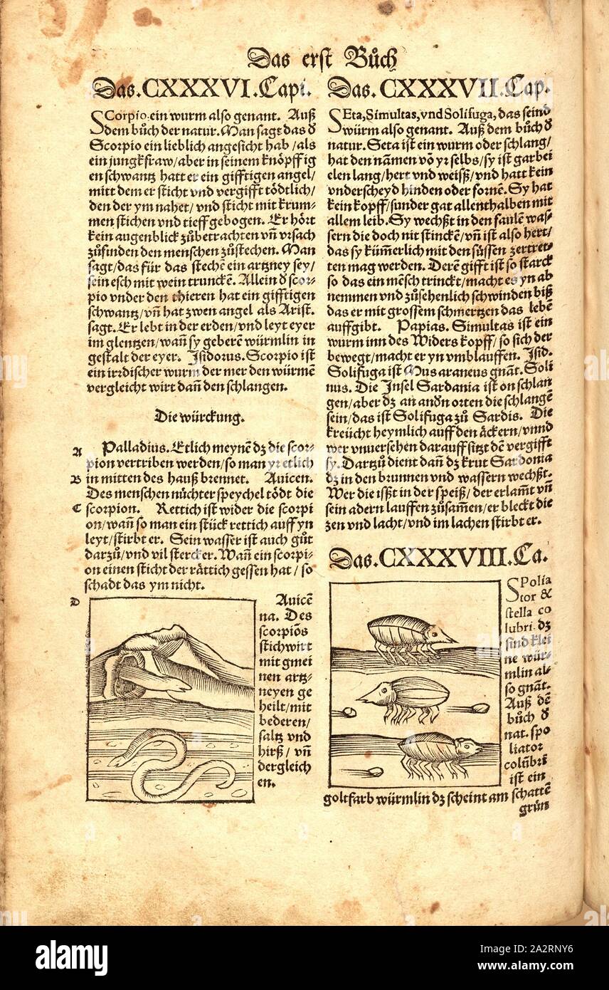 Stripped star snake hi-res stock photography and images - Alamy