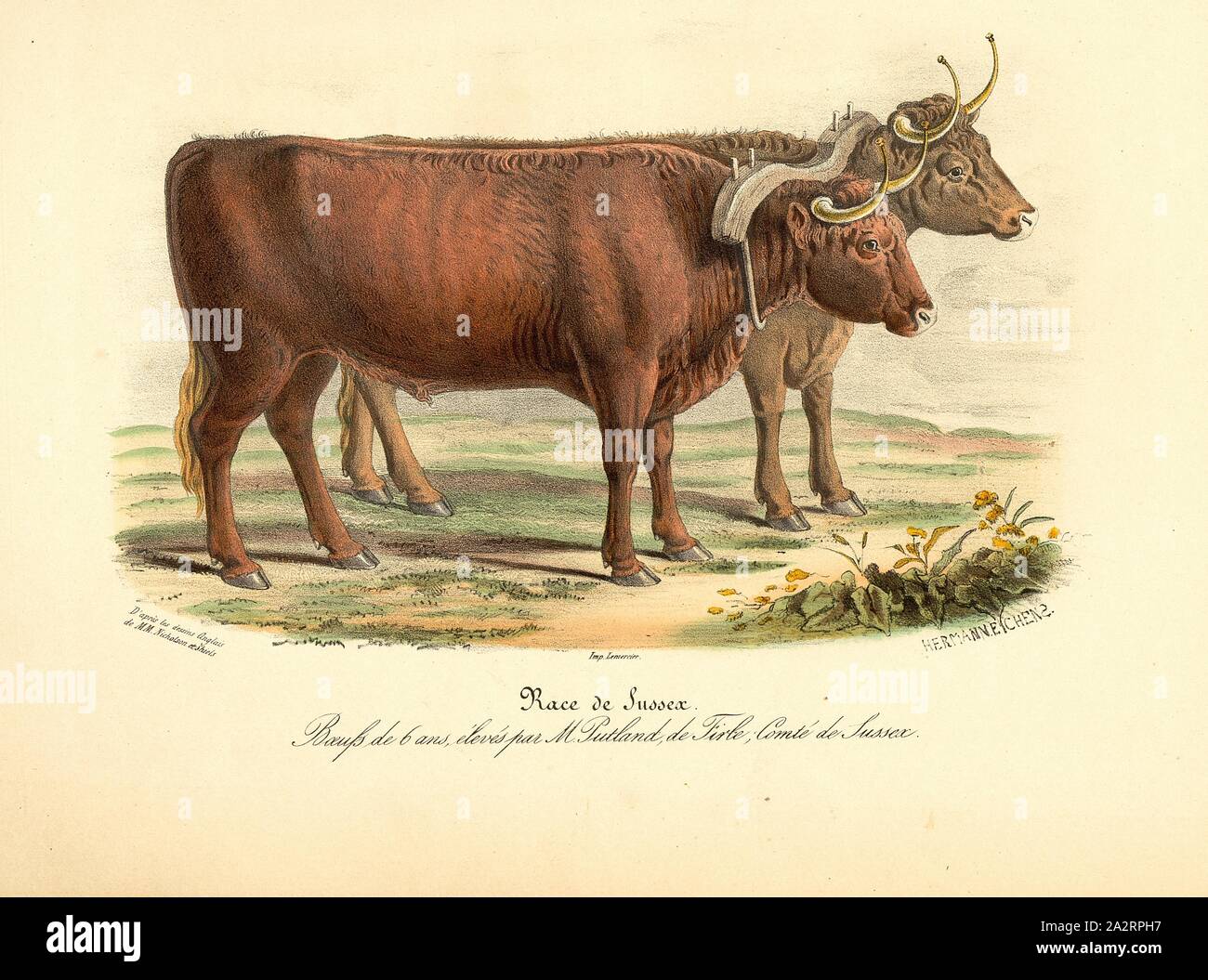 Old breed of cattle hi-res stock photography and images - Alamy