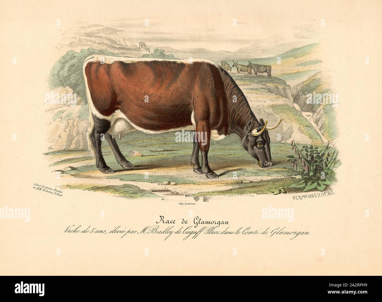 Glamorgau hi-res stock photography and images - Alamy