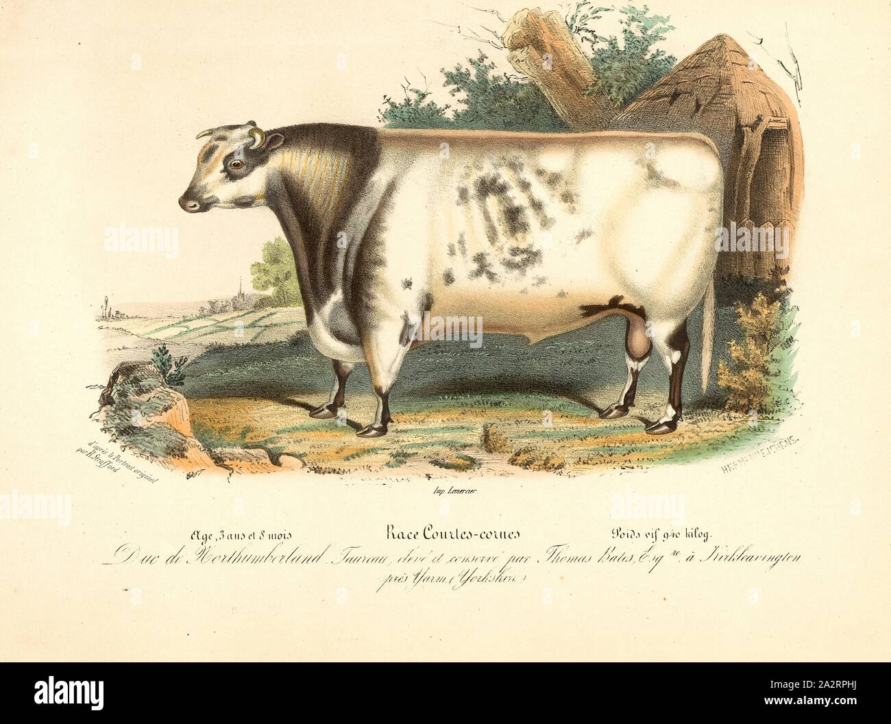 Short-horned breeds. Duke of Northumberland. Bull ..., Cattle breed ...