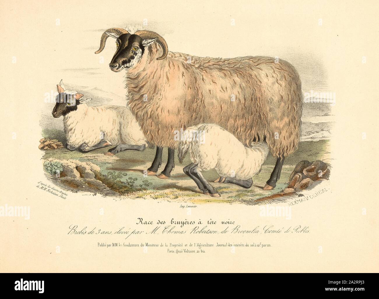 Breed Black-headed Heather ..., Breed from Great Britain, signed: d ...