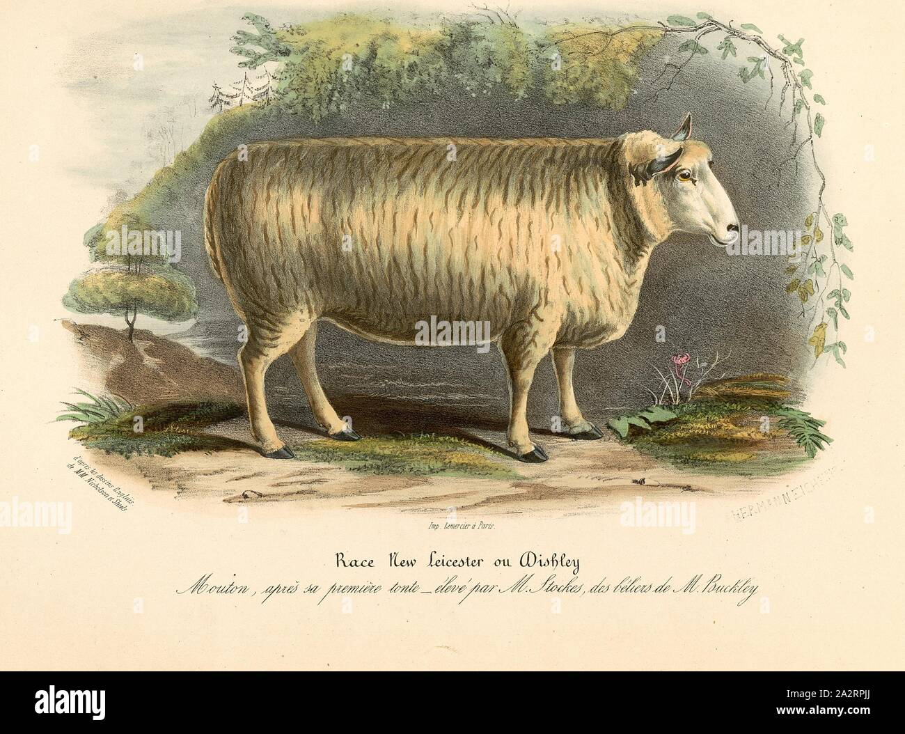 Dishley hi-res stock photography and images - Alamy