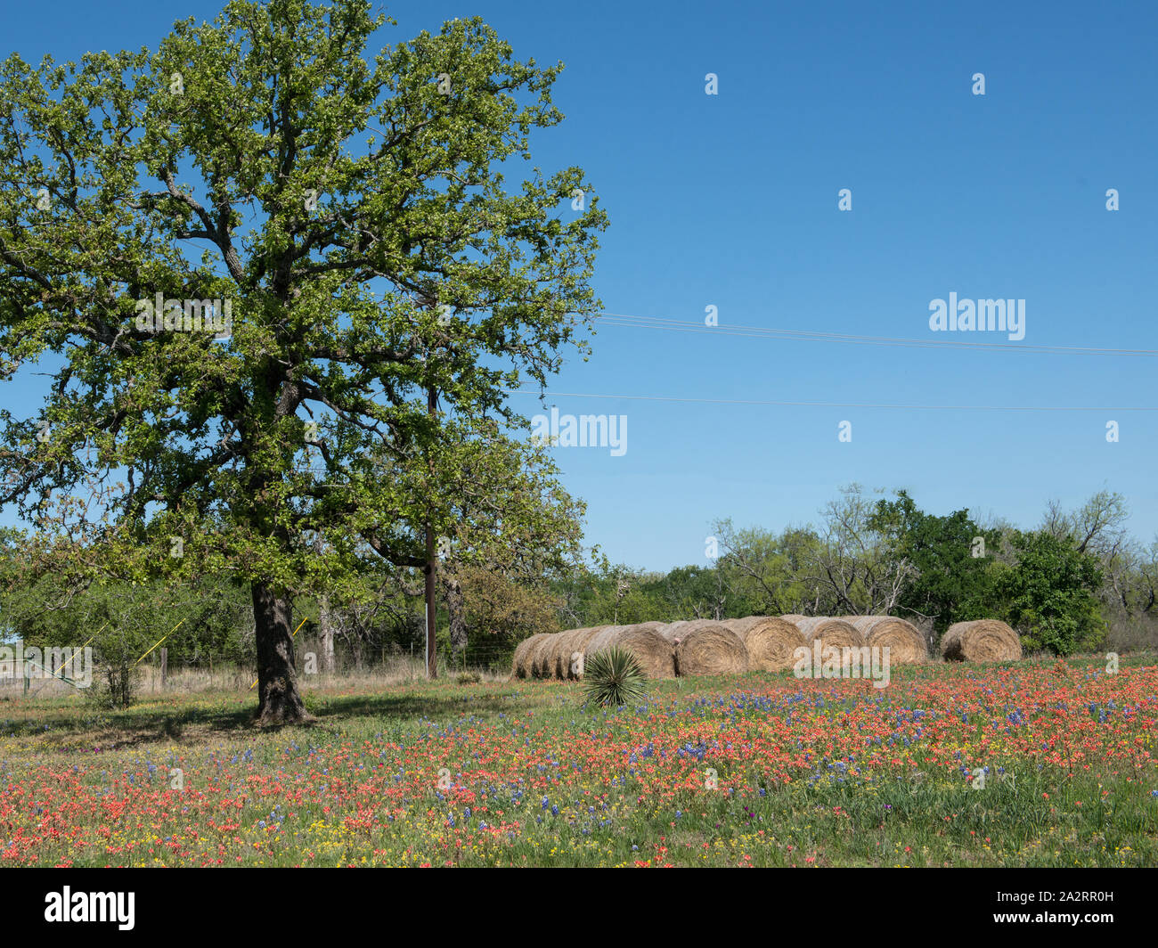Ranch scene in the Texas Hill Country, near Burnet Stock Photo - Alamy